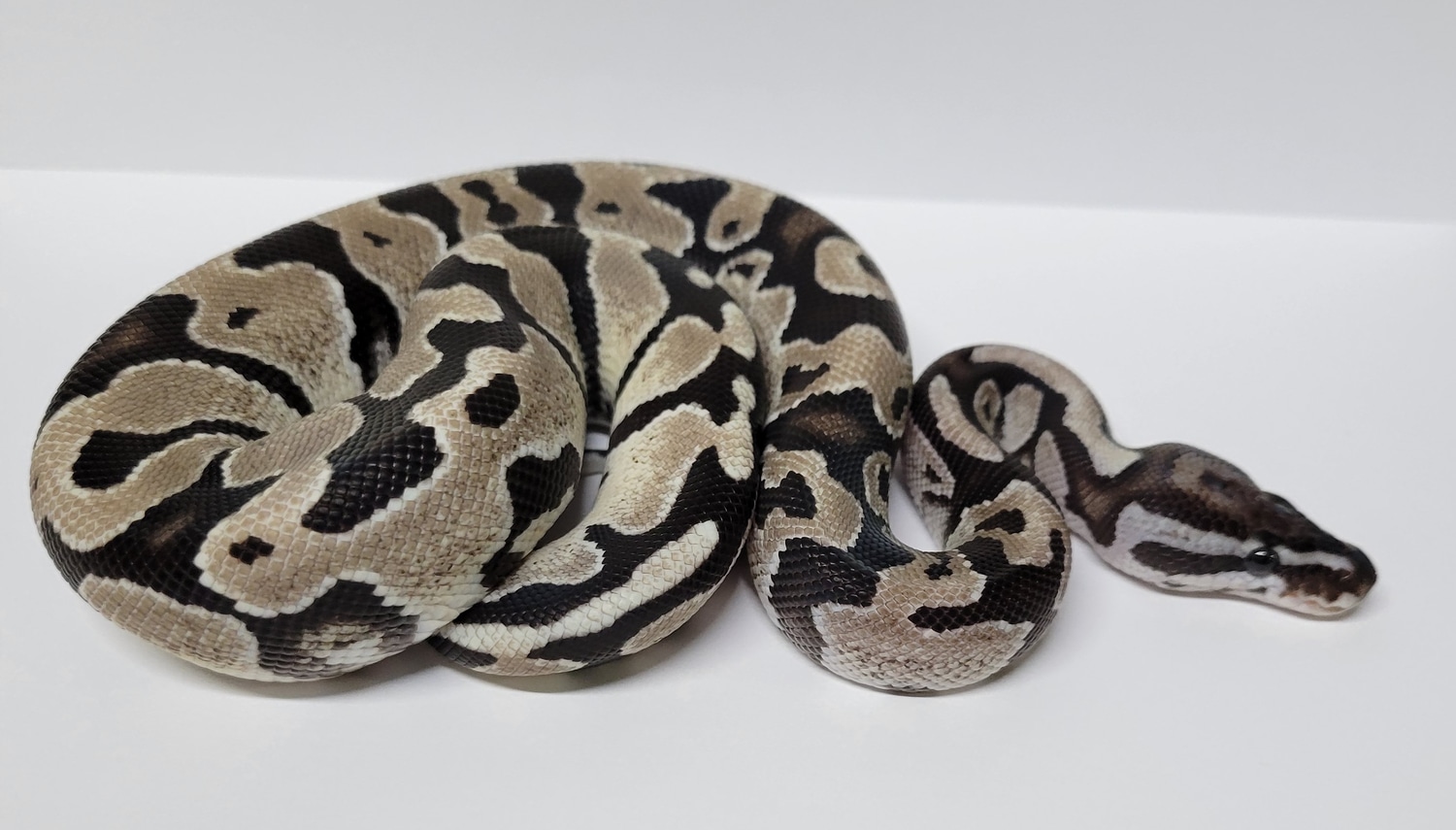 Fire TSK Axanthic Ball Python by Rat Pack Feeders & Reptiles - MorphMarket