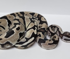 Fire TSK Axanthic Ball Python by Rat Pack Feeders & Reptiles - MorphMarket