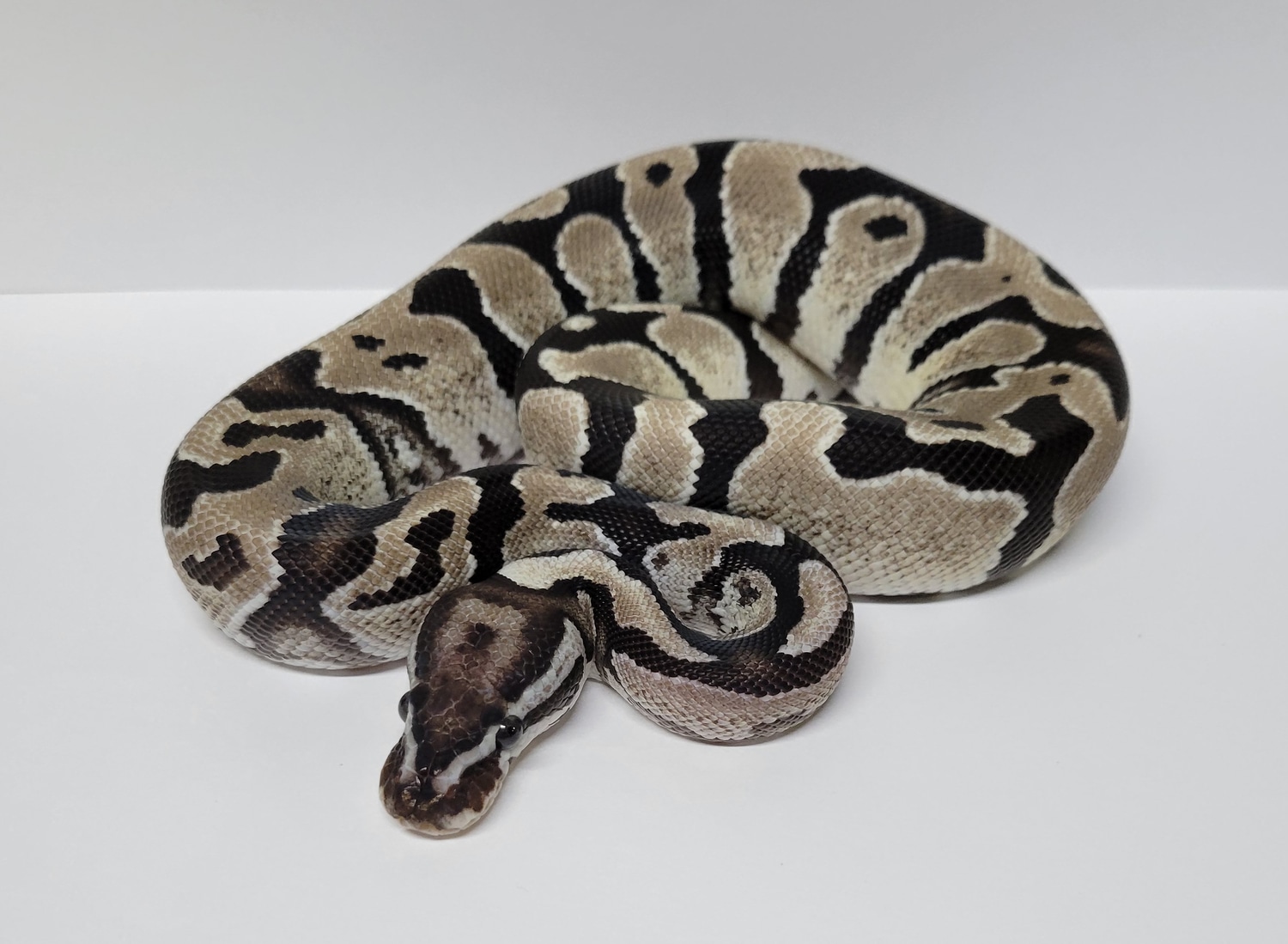 Fire TSK Axanthic Ball Python by Rat Pack Feeders & Reptiles - MorphMarket
