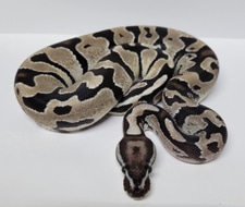 Fire TSK Axanthic Ball Python by Rat Pack Feeders & Reptiles - MorphMarket