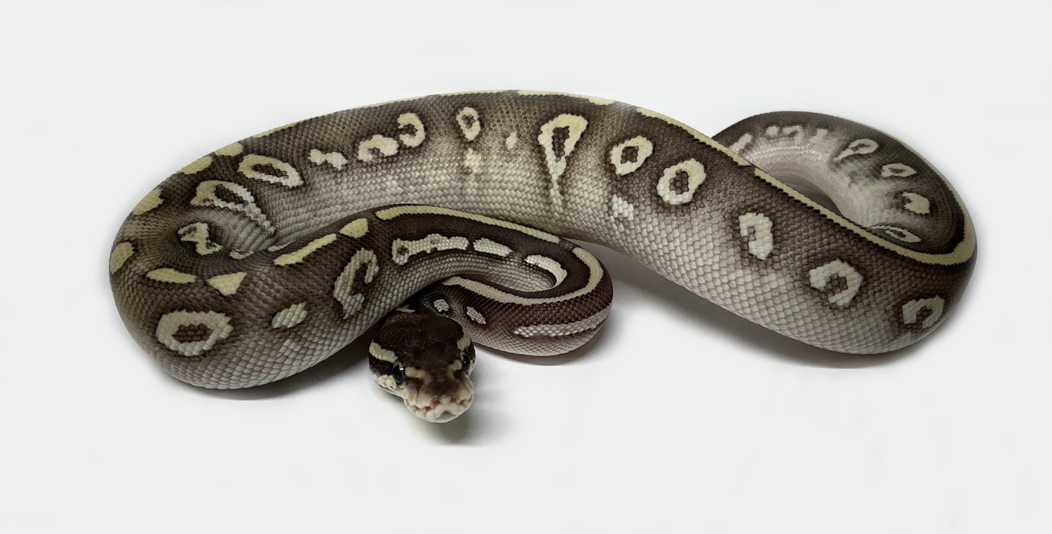 Super Mystic Ball Python by Rat Pack Feeders & Reptiles - MorphMarket