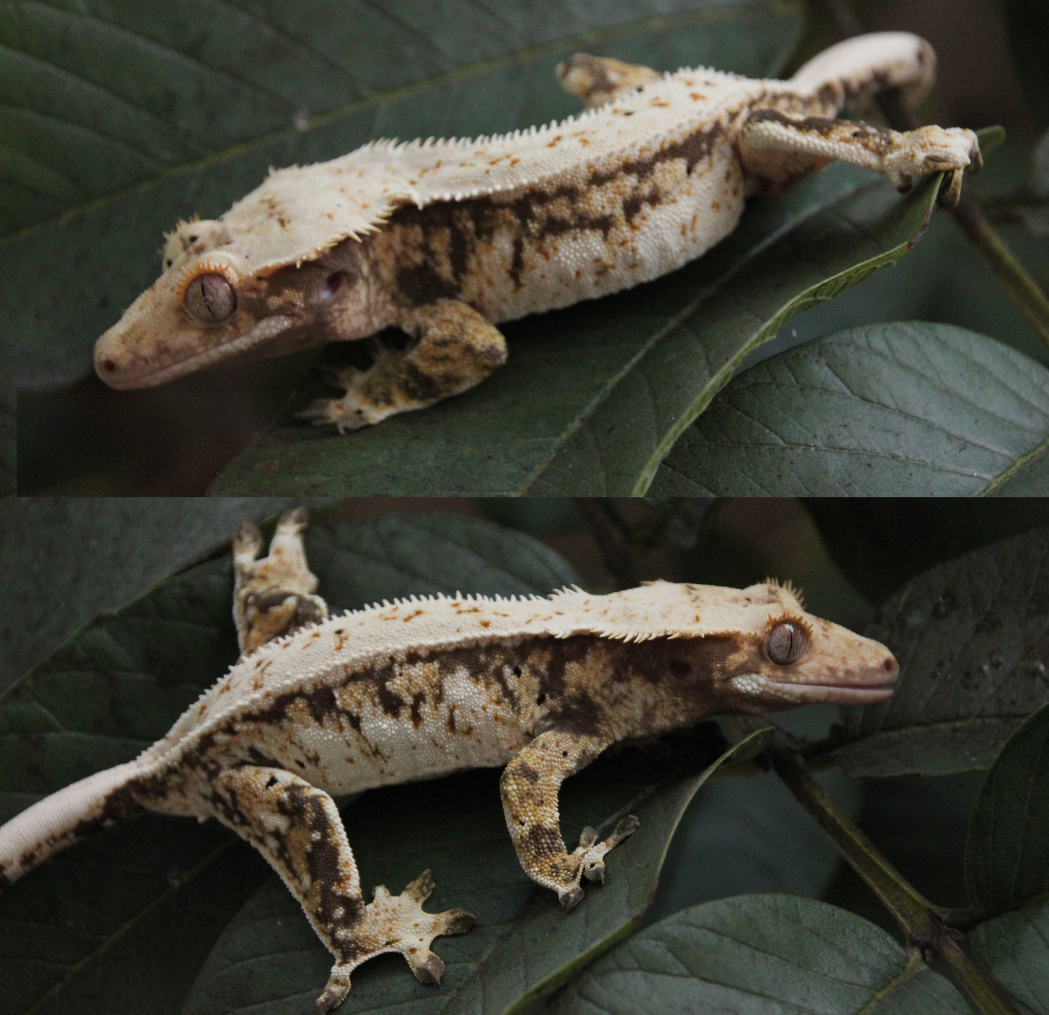 Female Pinstripe Drippy Tricolor Crested Gecko by Captivating Critters ...