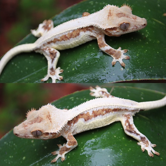 Possible Female Yellow Lily White Crested Gecko by Captivating Critters