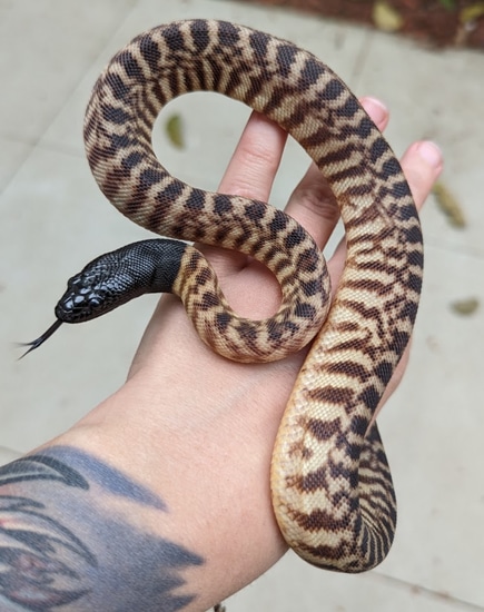 Male Juvenile Black-headed Python Black-Headed Python by Captivating ...