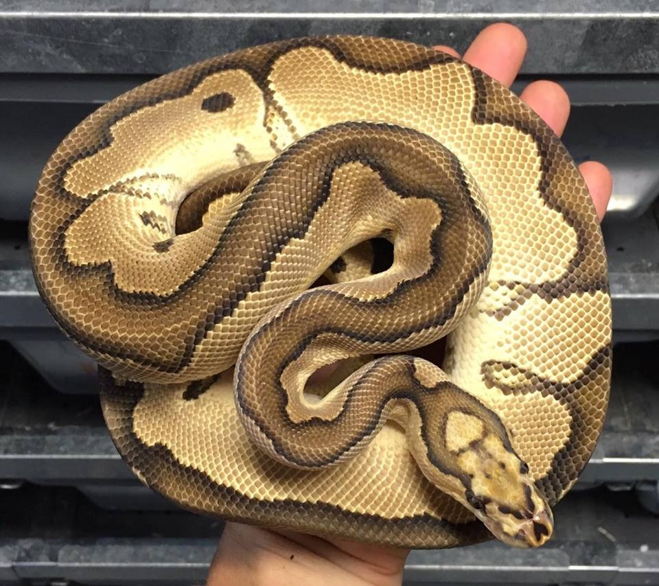 Proven Breeder Vanilla Clown Ball Python by The Kinixys Cooperative ...