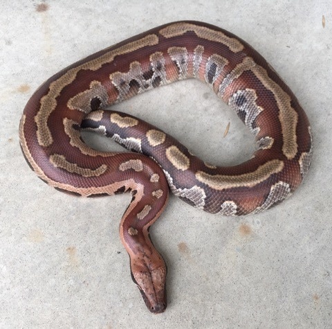 Adult Normal Blood Python by The Kinixys Cooperative