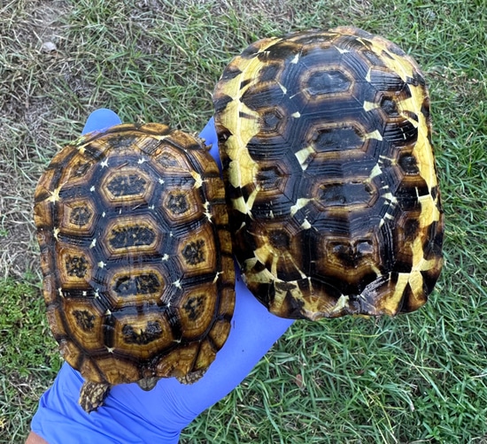 CB Speke's Hingeback Tortoise (Kinixys Spekii) Speke's Hinge-Back ...
