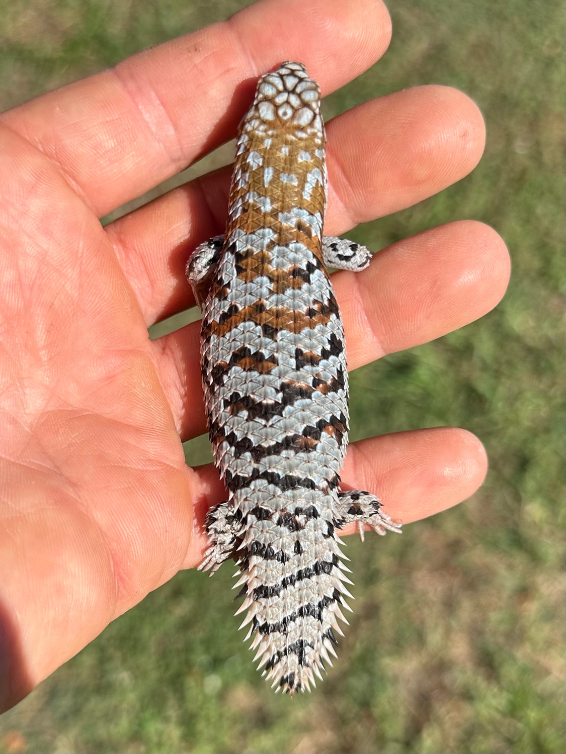 The Kinixys Cooperative