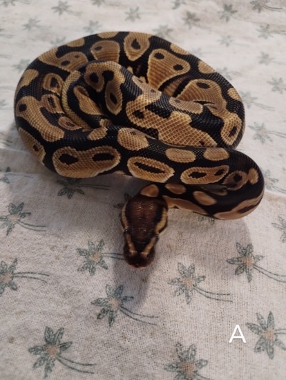 Orange Dream Ball Python by Dana's Reptiles