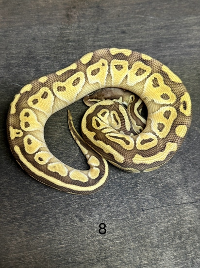 Cypress Pastel Ball Python by Card Family Exotic Pets