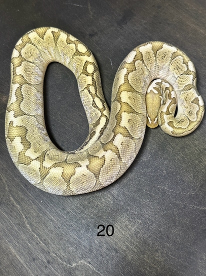 Bamboo Ball Python by Card Family Exotic Pets
