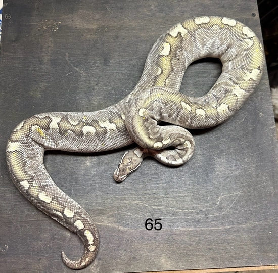 GHI Bamboo Ball Python by Card Family Exotic Pets