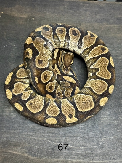 Mocha Yellowbelly Ball Python by Card Family Exotic Pets