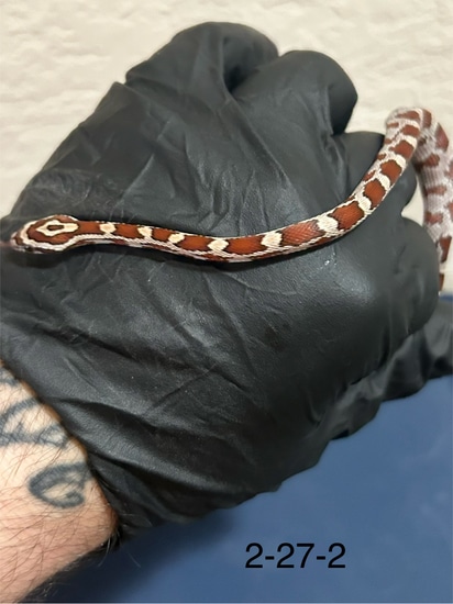 Miami 66% Het Shatter Corn Snake by Havoc Reptiles Florida