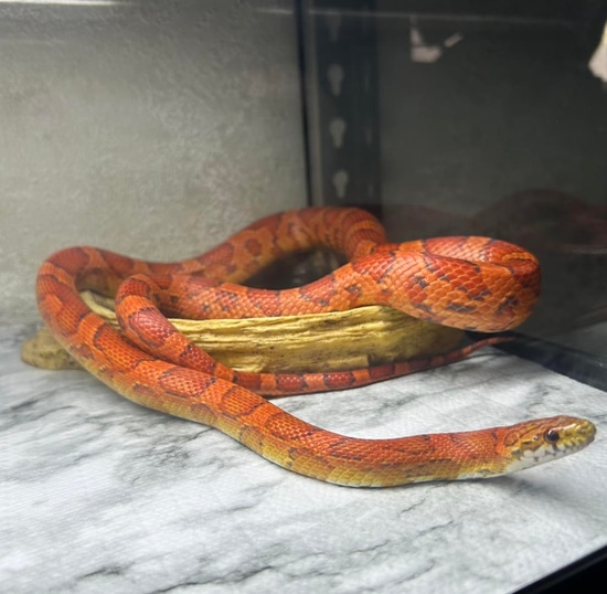 Ursula Corn Snake by Care for Magical Creatures