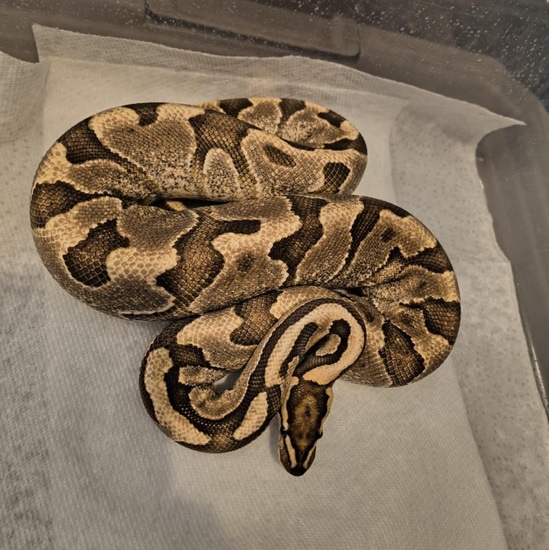 Enchi Fire Ball Python by Care for Magical Creatures