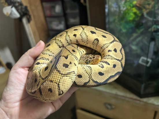 Pastel Clown Ball Python by Care for Magical Creatures
