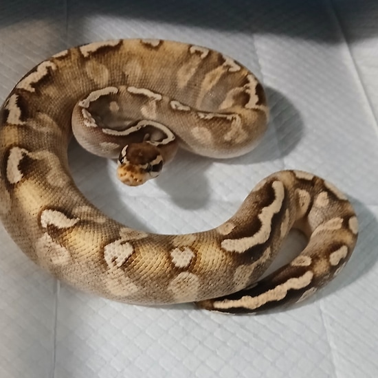 Chaos Ball Python by Care for Magical Creatures