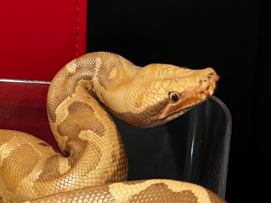 Short Tail Python Borneo Short-Tailed Python by Careyously Unique