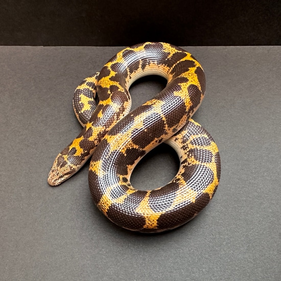 Kenyan Sand Boa Normal 1.0 by The Serpent Sylph