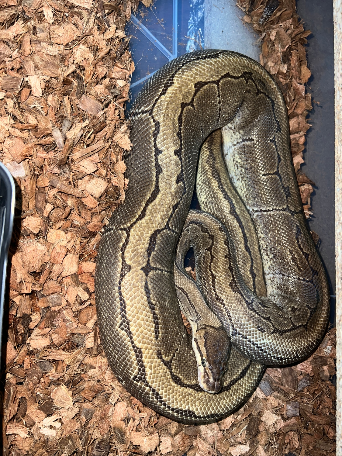 Caribbean Snakes's Collection - MorphMarket