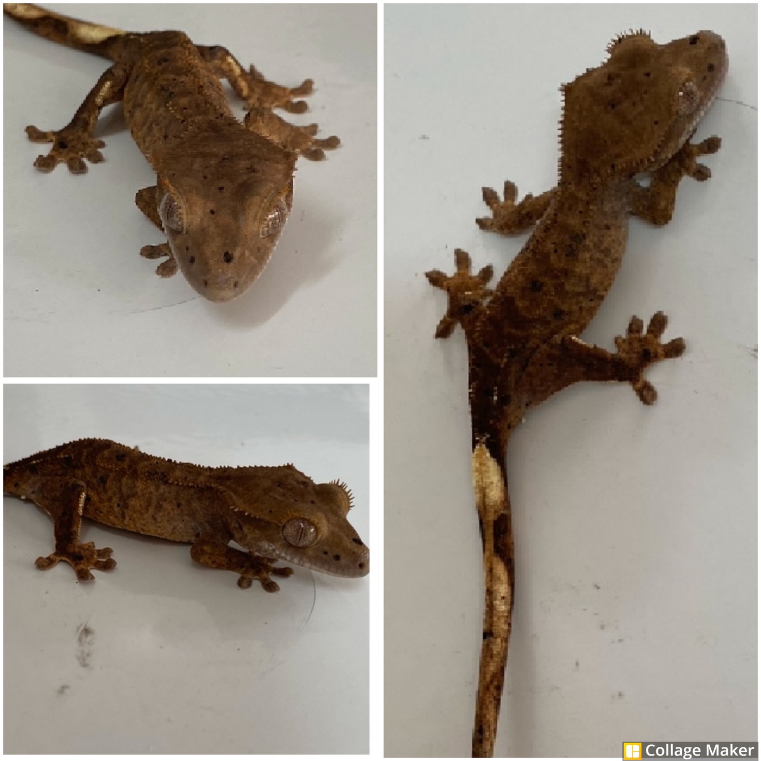 Dalmation With Brindle Patterns Crested Gecko by Carlinh's Geckos ...