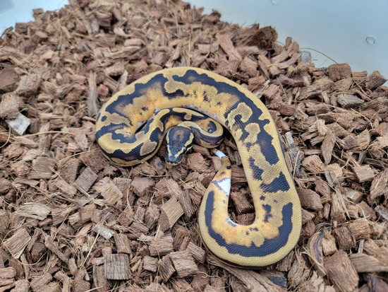 Piebald 100% Het Lavender Albino Ball Python by Psychedelic Serpent Visuals