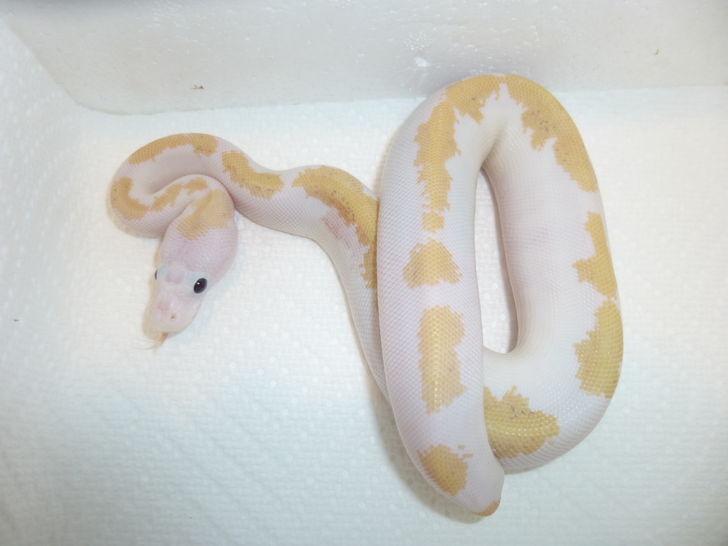 Super Fire Ball Python by Carlisle Ball Pythons - MorphMarket