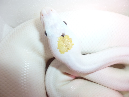 Killer Bee Pied Ball Python by Carlisle Ball Pythons