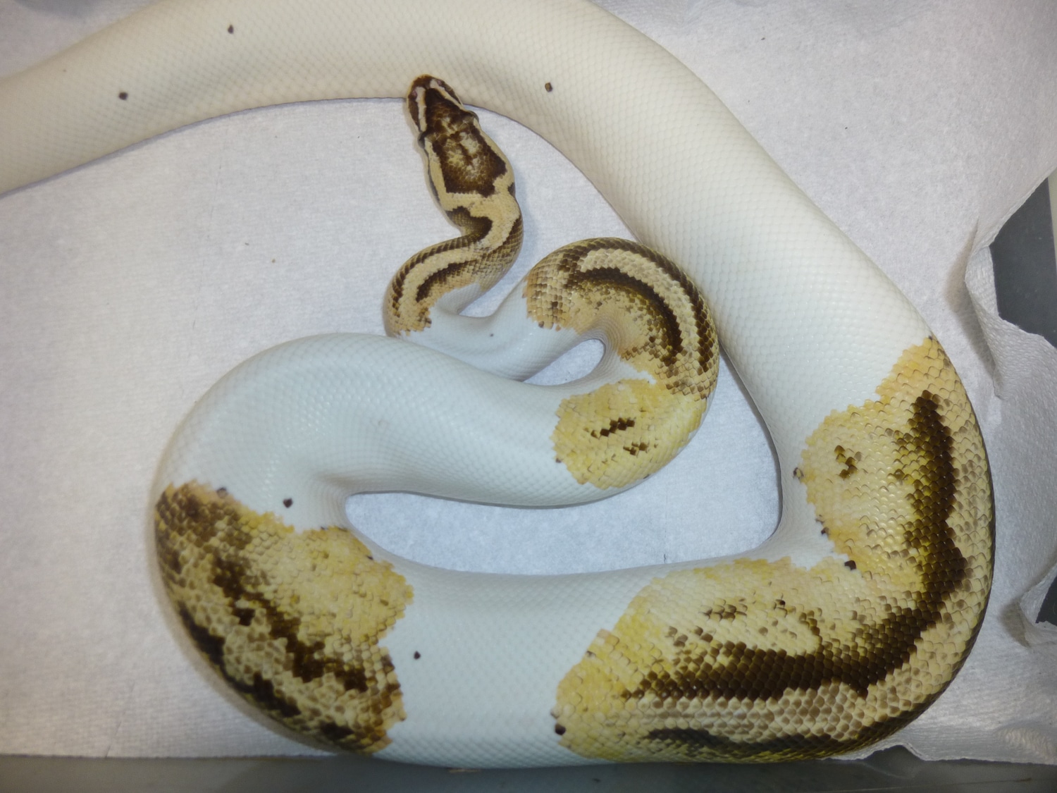 Firefly Pied Ball Python by Carlisle Ball Pythons - MorphMarket