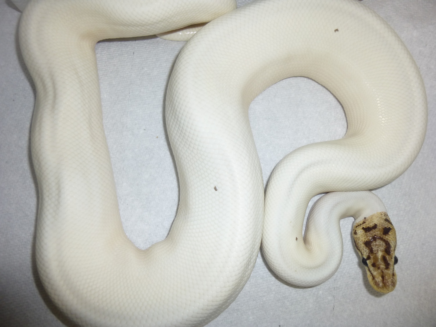 Bumblebee Pied Ball Python by Carlisle Ball Pythons - MorphMarket