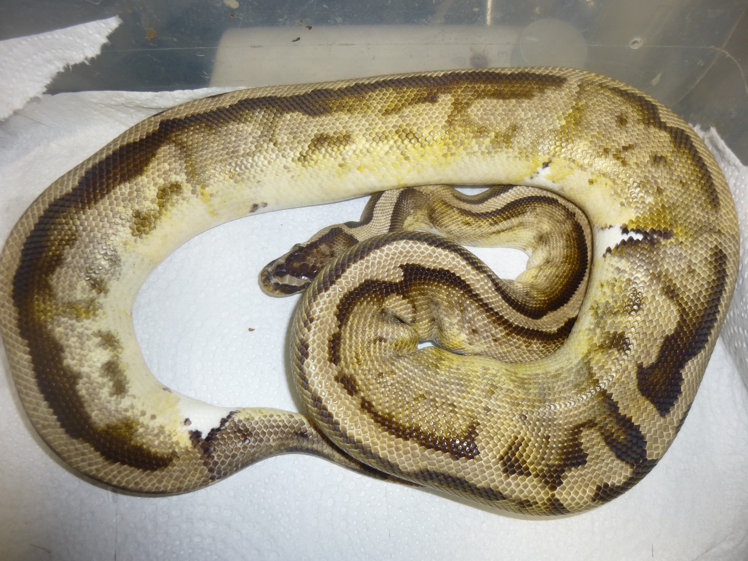 2018 Pastel Pied Female Ball Python by Carlisle Ball Pythons - MorphMarket