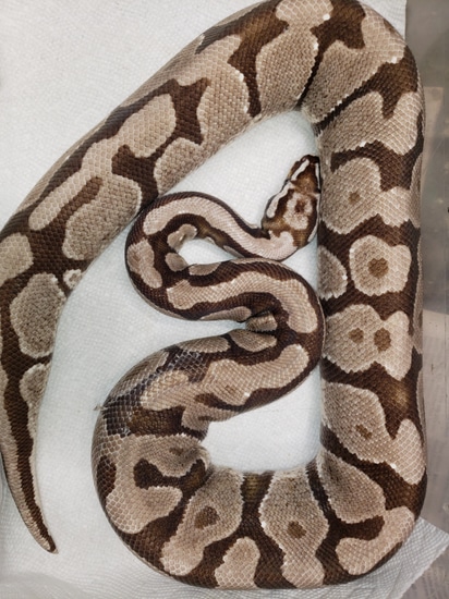 Fire Spotnose VPI Axanthic Ball Python by Carlisle Ball Pythons