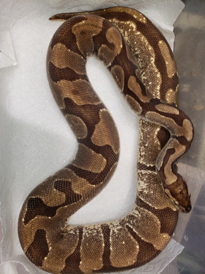 Proven Ench Vanilla Het Pied Female Ball Python by Carlisle Ball Pythons
