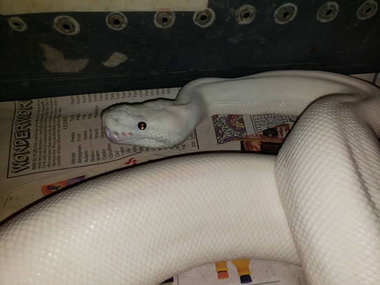 Pure White Adult Ivory Female Ball Python by Carlisle Ball Pythons