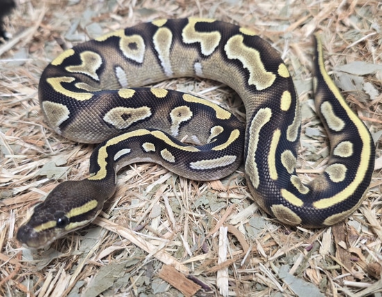 Lesser Yb 66% Genetic Stripe 66% Het Piebald Ball Python by Ratio_Reptiles