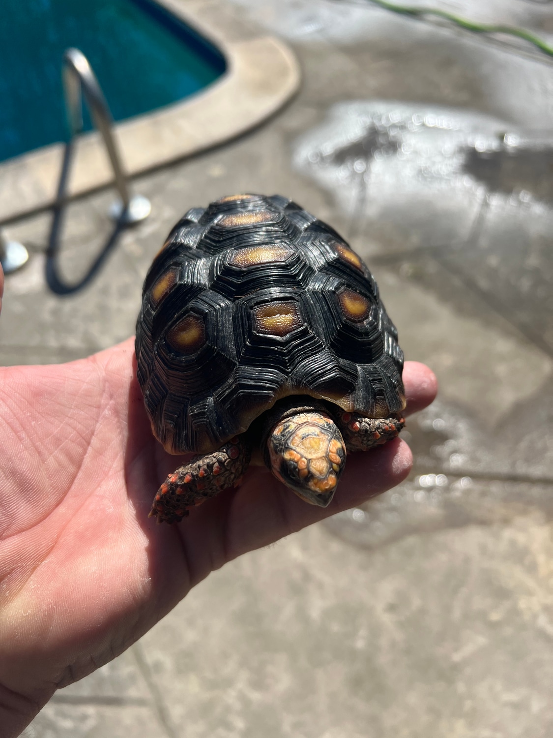 Redfoot Red-Footed Tortoise by Carl’s Reptiles - MorphMarket