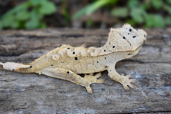 Light Yellow Dalmatian Crested Gecko by The Spotted Gecko