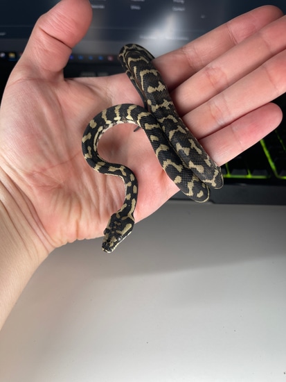 High-Yellow-Jungle/Coastal Other Carpet Python by Skurge Exotics