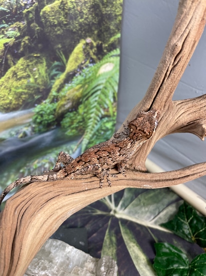 Pink Reticulated Male Gargoyle Gecko by Carnation Creations