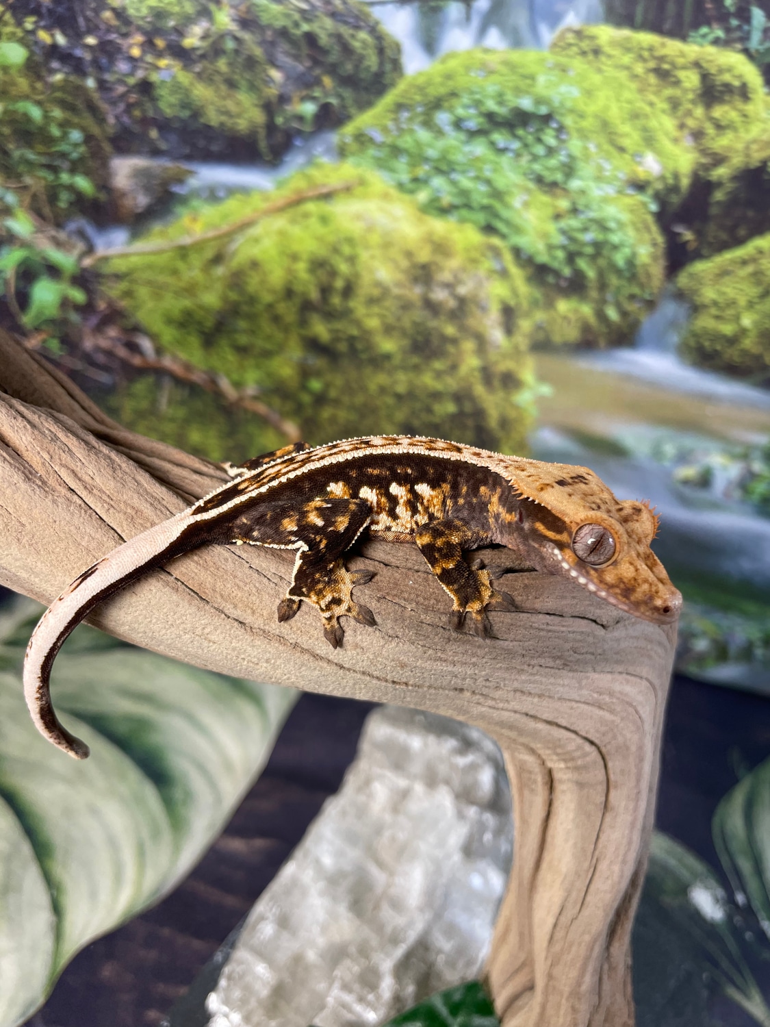 Tricolor Pinstripe With Lateral Line Crested Gecko by Carnation ...