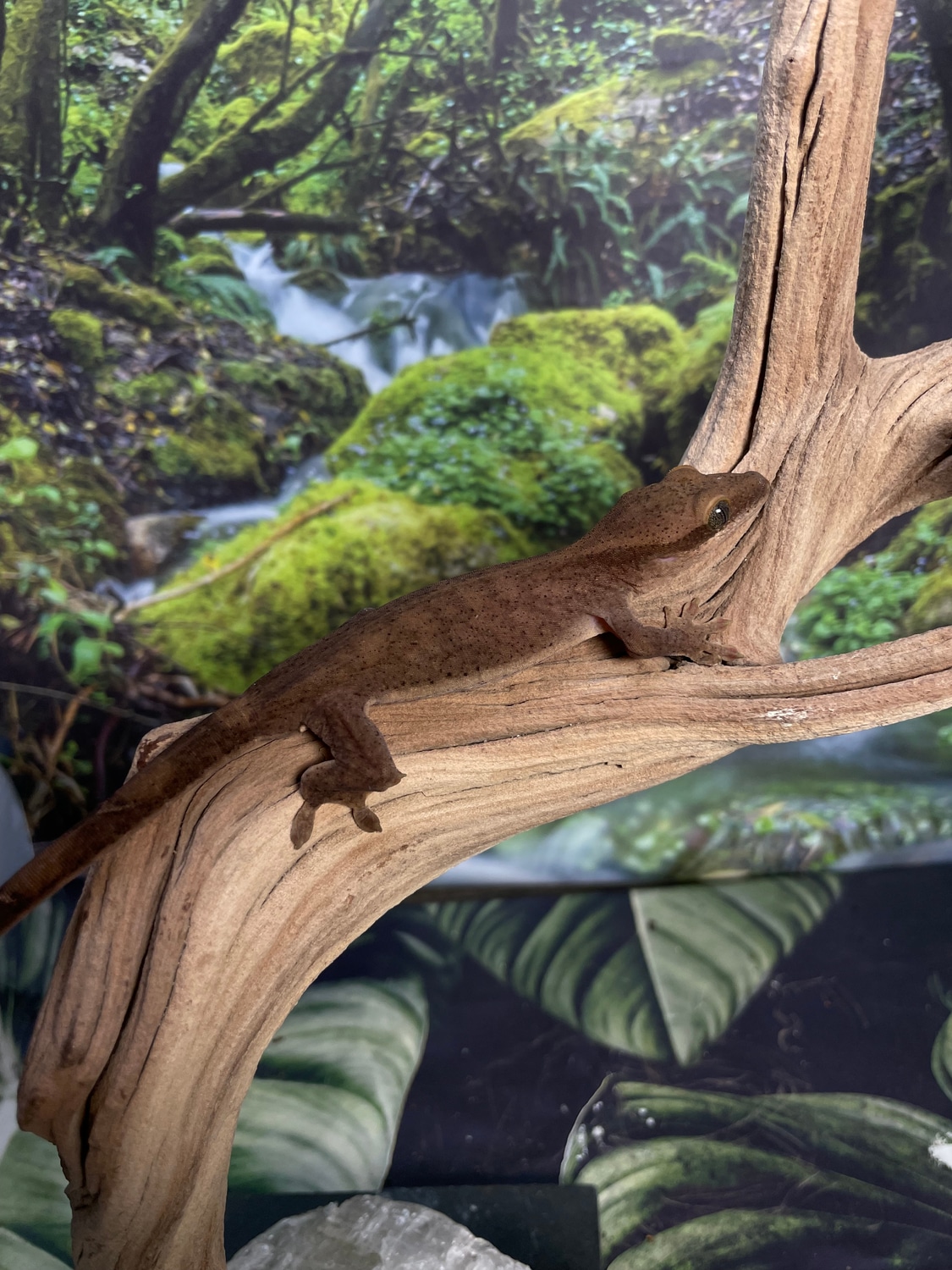 Blonde Sarasinorum More Gecko by Carnation Creations - MorphMarket