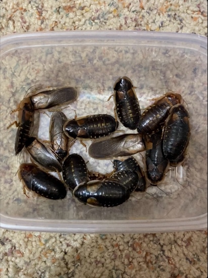 Dubia Roach Starter Colonies Cockroach by Carnation Creations