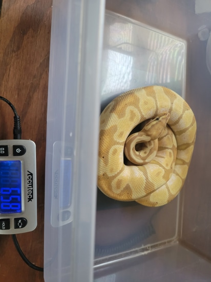 Banana Enchi Ball Python by CarnationPythons