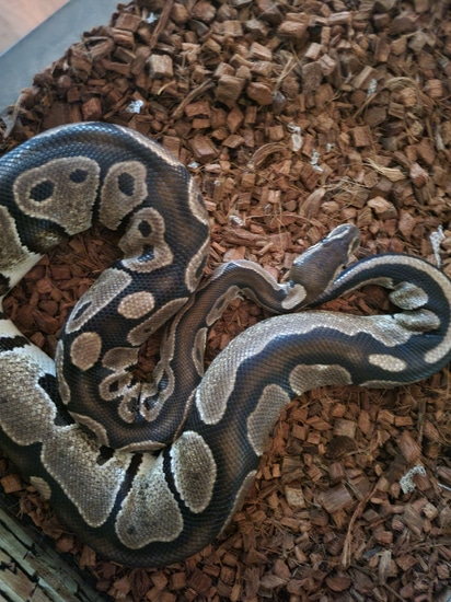 Normal Ball Python by CarnationPythons