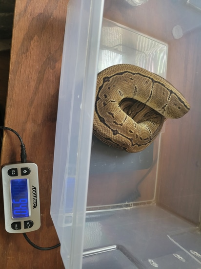 Pinstripe Ball Python by CarnationPythons