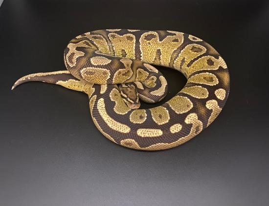 Odd (2) Ball Python by C&C Pythons Cave