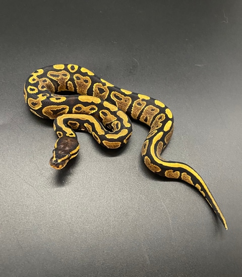 Twister Ball Python by C&C Pythons Cave