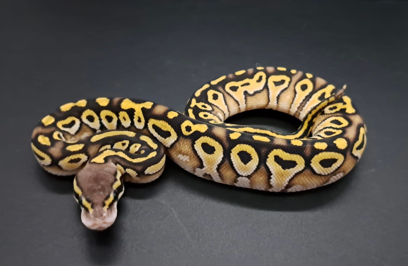 Pastel Mojave Het Monarch Ball Python by C&C Pythons Cave - MorphMarket