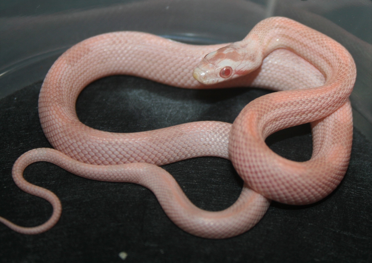Red Factor Snow Stripe Corn Snake by Low Belly Reptiles - MorphMarket